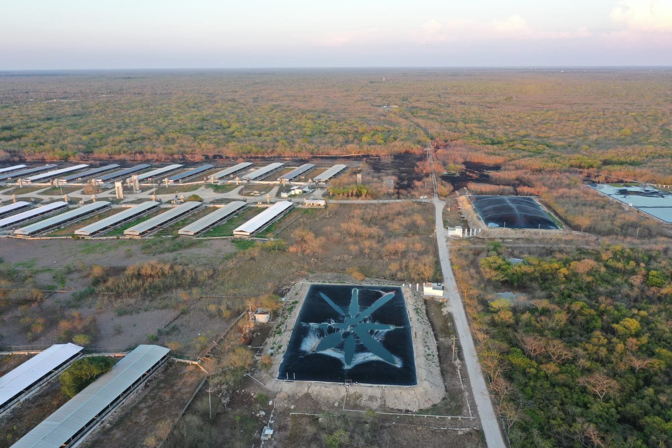 Exigen cierre de granja en Santa Maria Chi, más de 40 mil cerdos ...