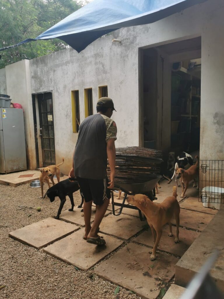 Evolución Animal A.C. resguardo a 700 perros y gatos por huracán Milton ...