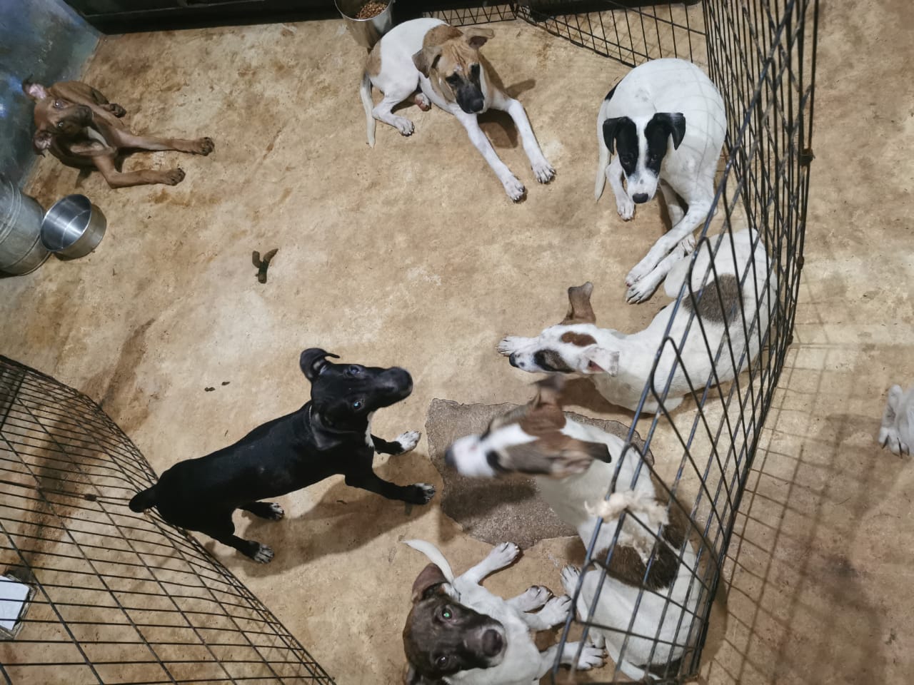 Evolución Animal A.C. resguardo a 700 perros y gatos por huracán Milton ...